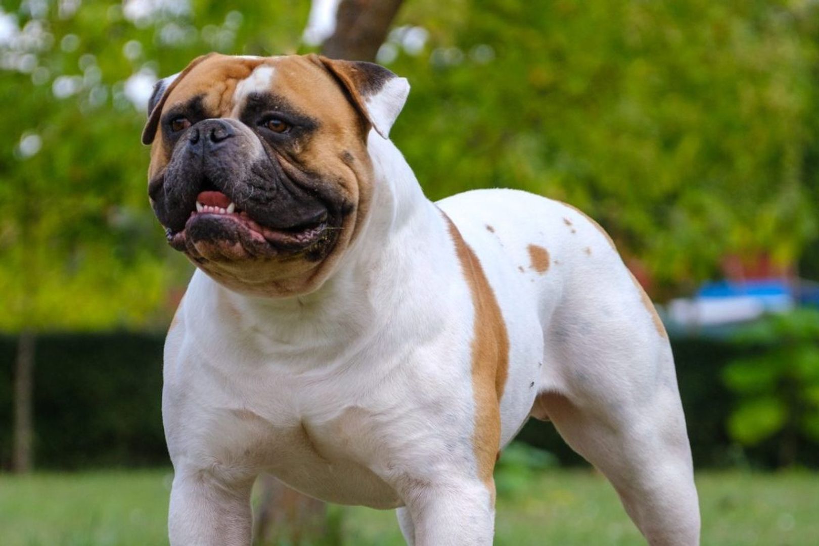 Dog Breeds Guide | DogSane