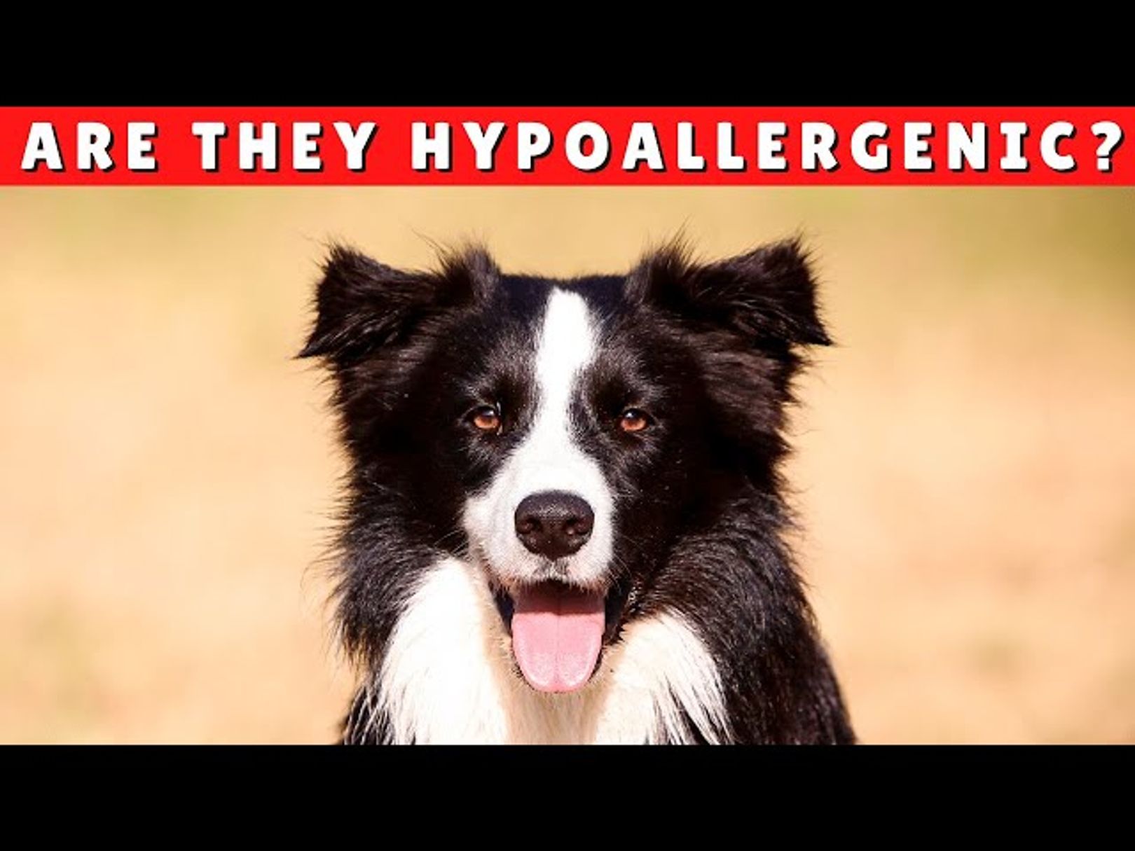 Understanding Pomeranian Allergenicity: Are These Fluffy Companions ...