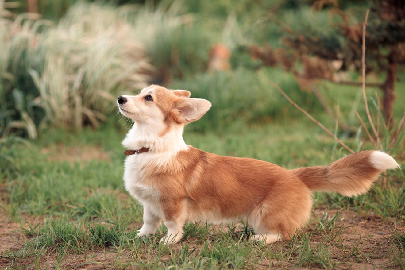 Understanding Corgi Life Expectancy: Key Factors for a Long, Healthy Life