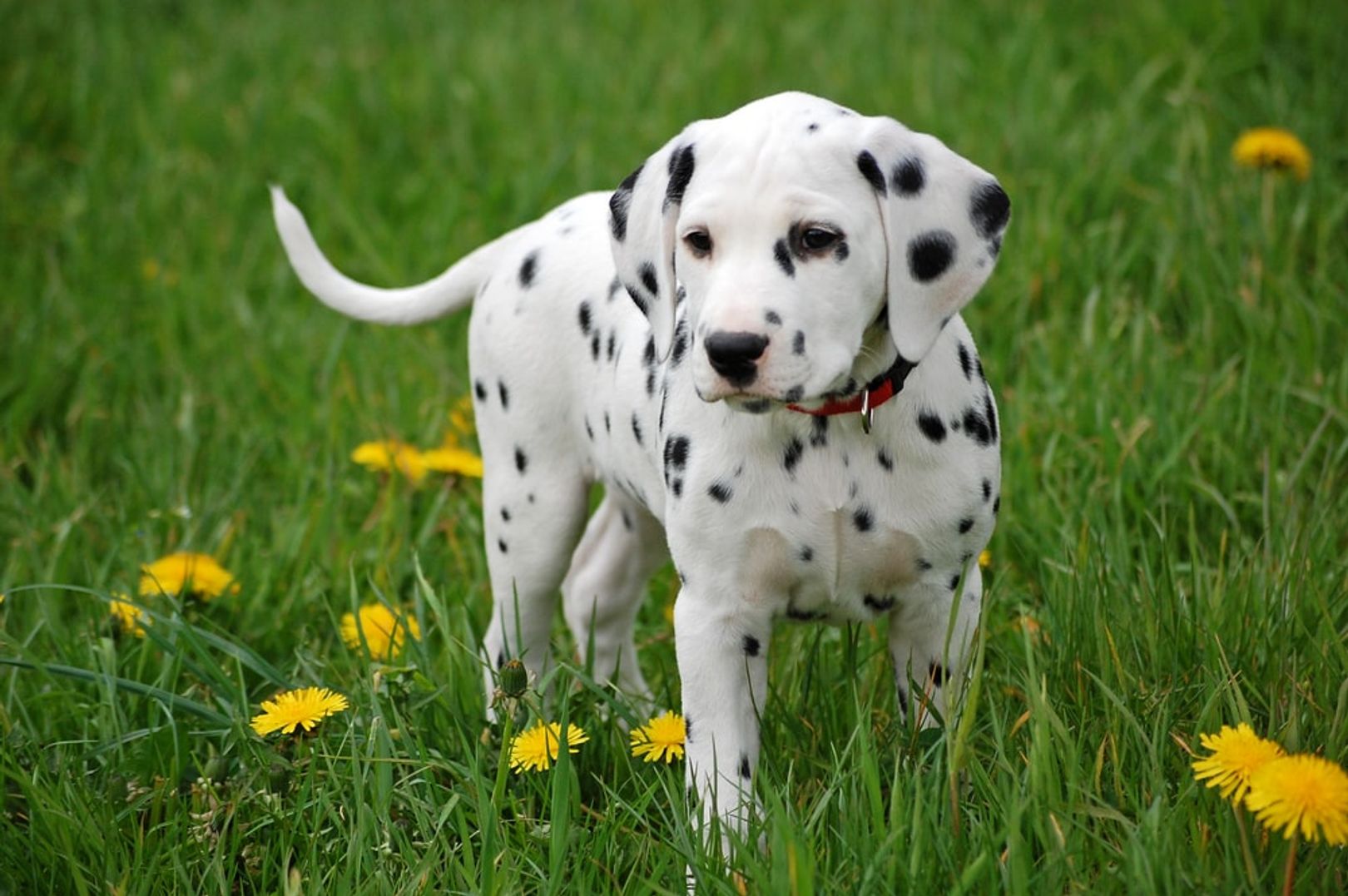 Understanding Cocker Spaniels and Allergies: What You Need to Know