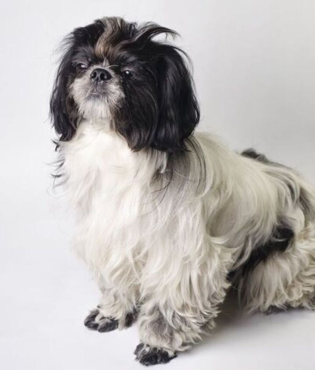 Finding the Perfect Name for Your Female Shih Tzu: From Imperial ...