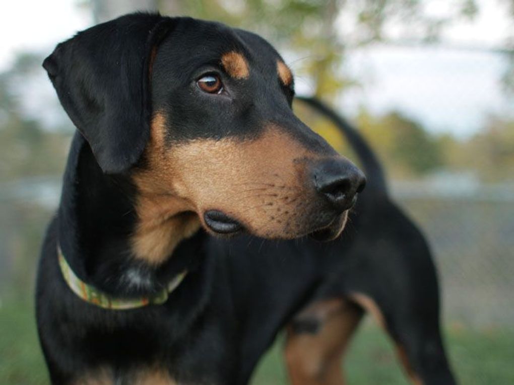 The True Cost of Owning a Doberman: A Comprehensive Financial Guide