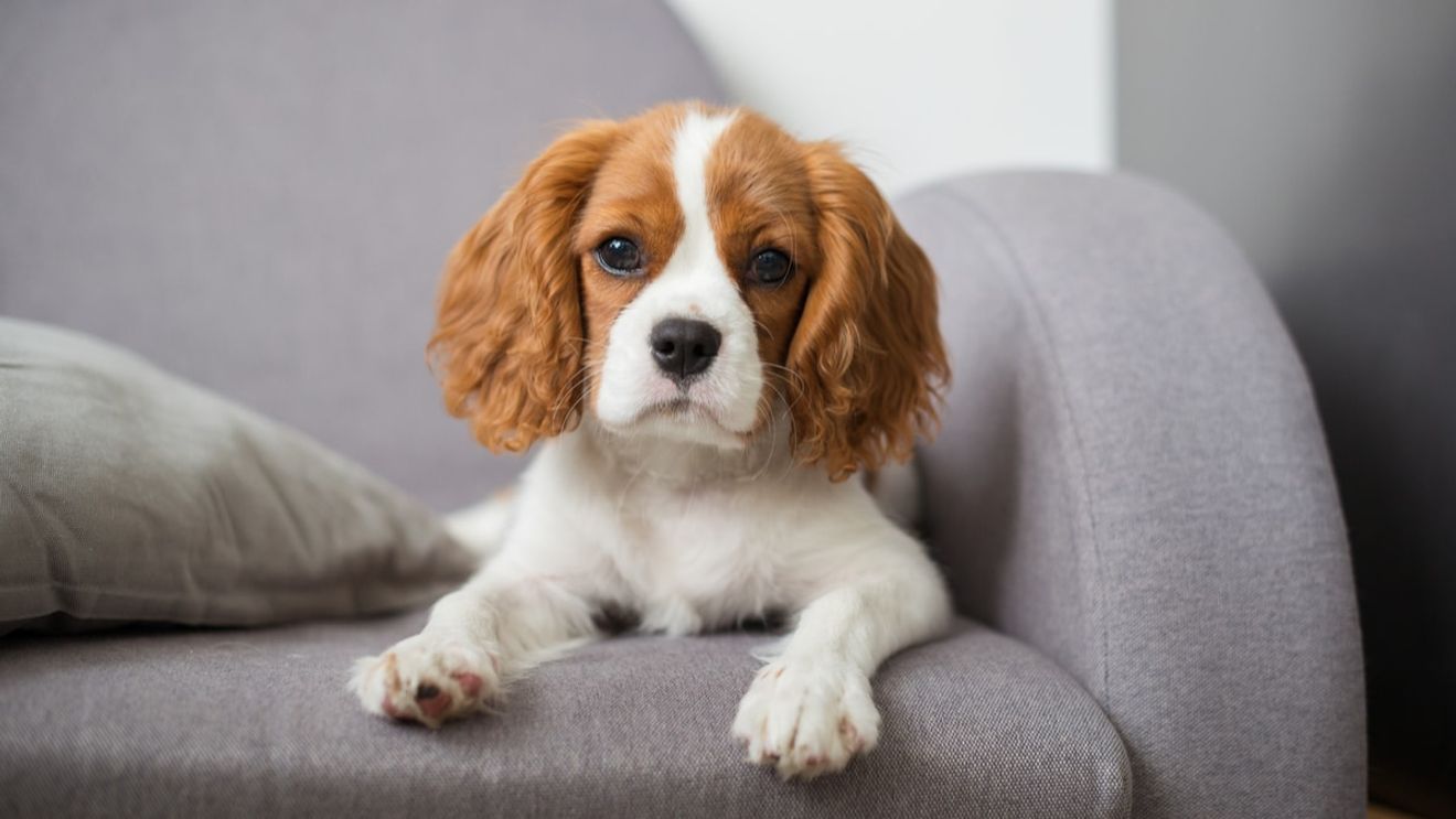 Understanding Cocker Spaniel Lifespan: Key Factors for a Long, Healthy Life