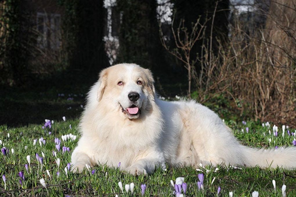 Saint Pyrenees: The Majestic Mountain Dog Mix Combining Noble Heritage ...