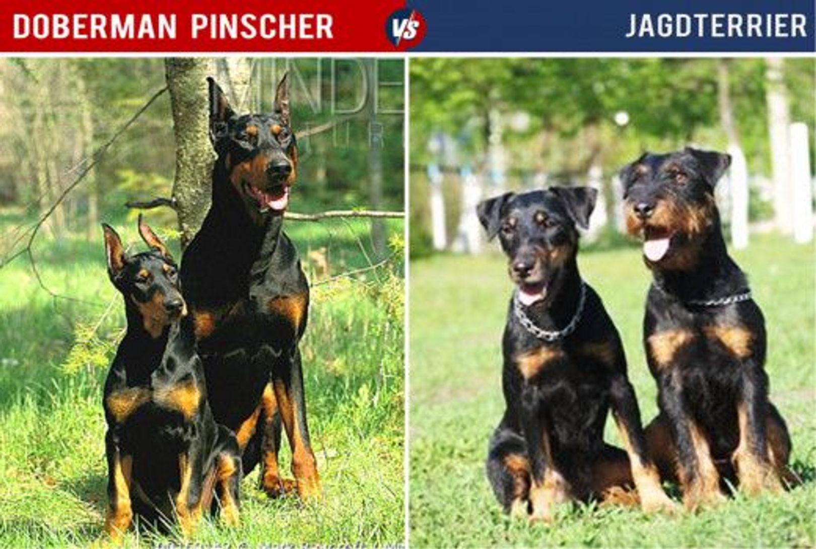 Doberman Pitbull Mix: A Powerful Designer Breed Combining Protection ...