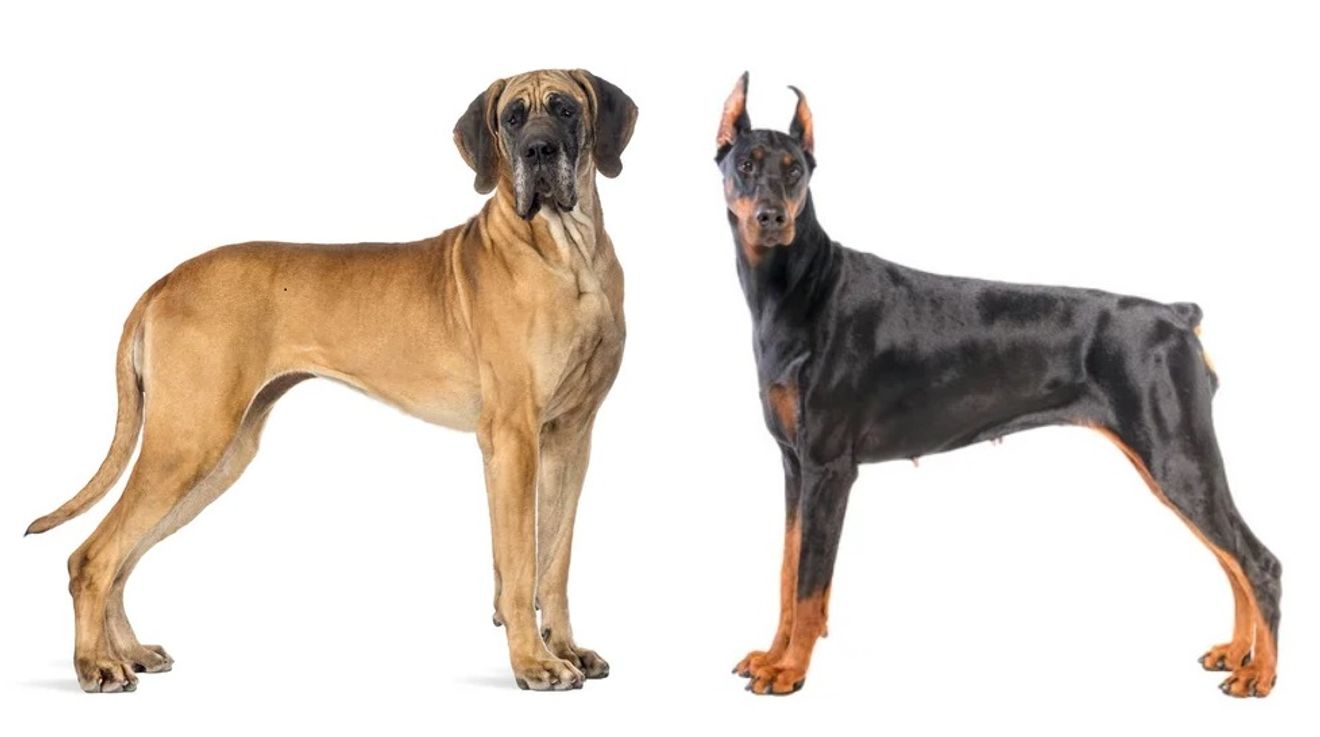 Daniff: A Gentle Giant's Guide to the Great Dane-Mastiff Mix