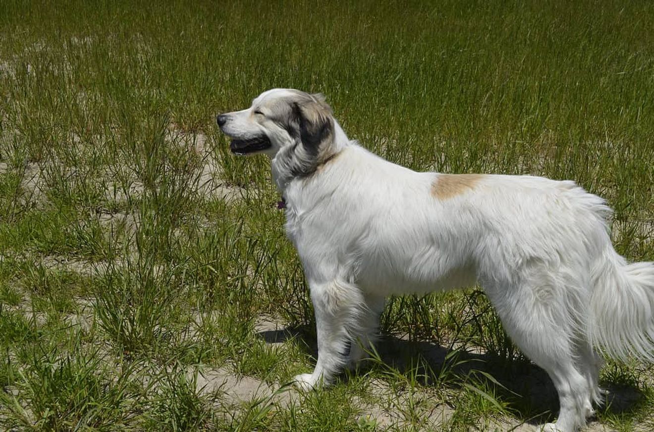 Pyredoodle: The Gentle Giant Designer Breed Combining Great Pyrenees ...